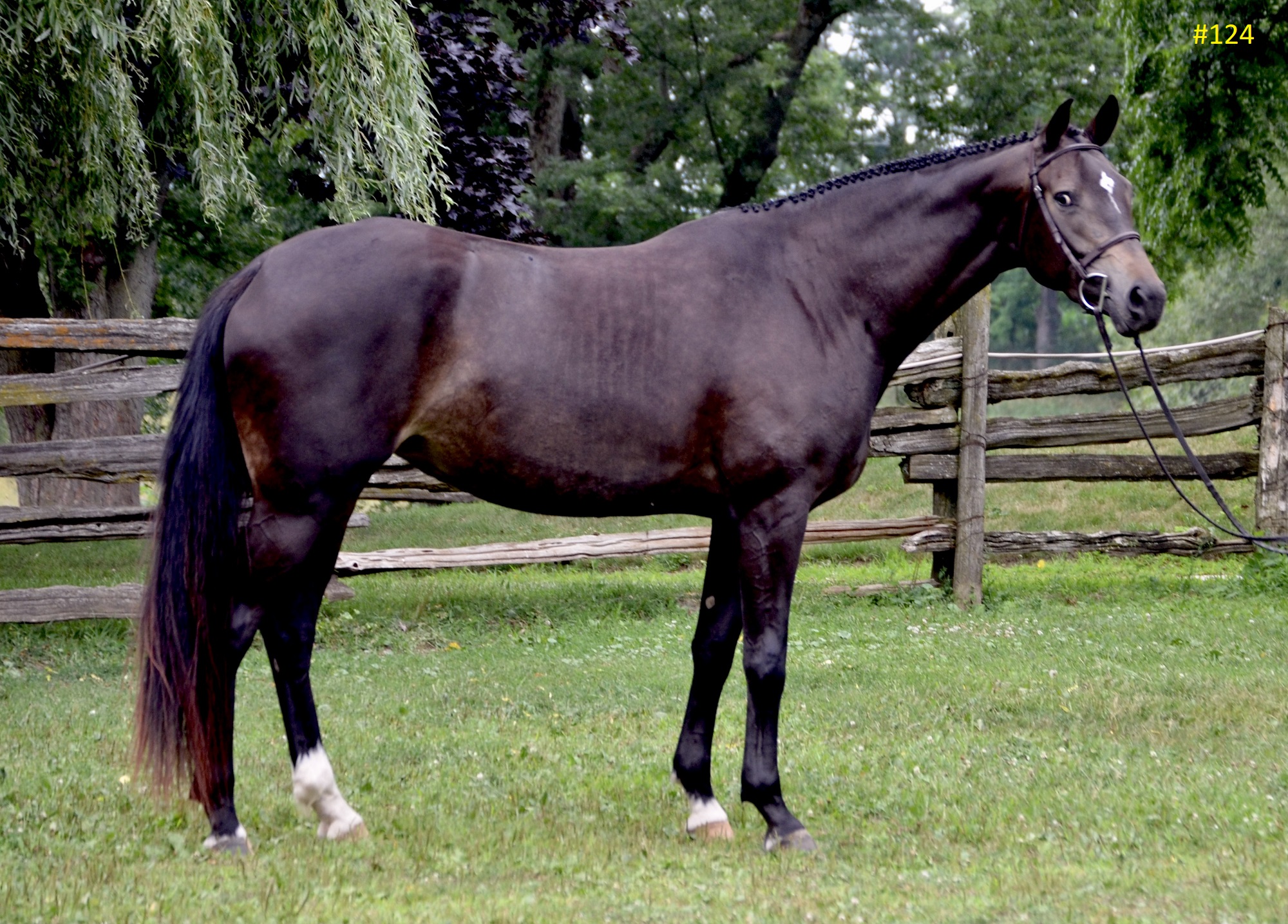 #124 Noir de Noir | Canadian Sport Horse Association