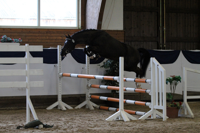 Sport Pony Stallions | Canadian Sport Horse Association