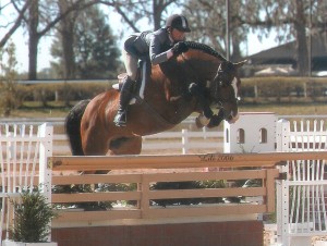 Stallion Listings A-L | Canadian Sport Horse Association