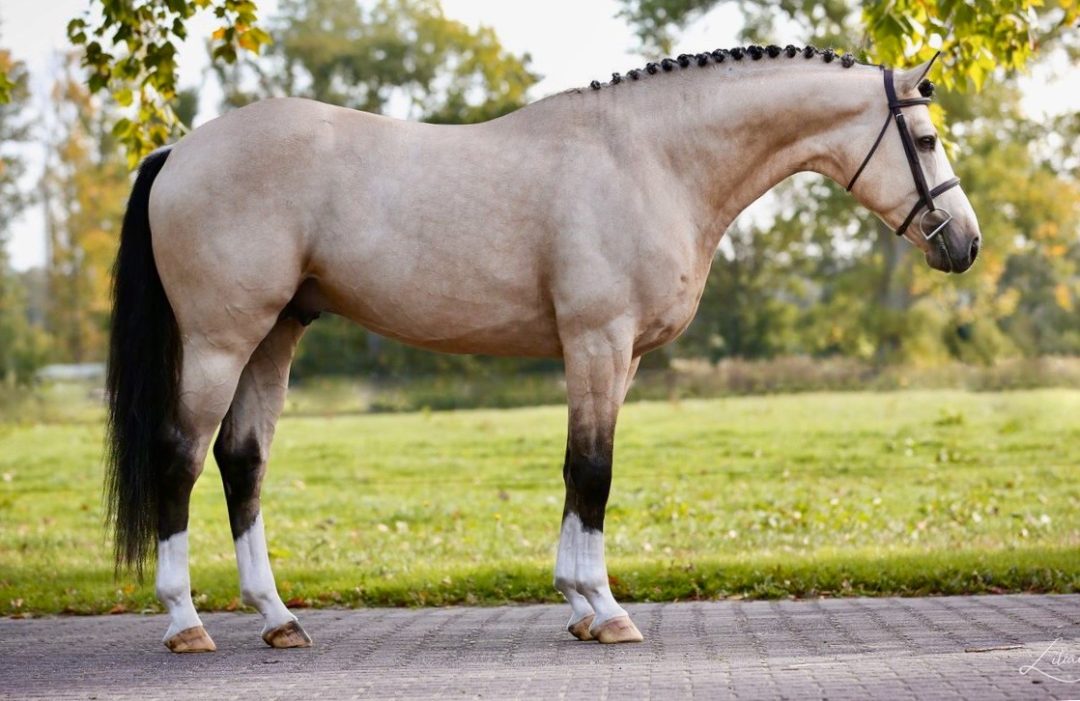 Stallion Listings A-L | Canadian Sport Horse Association