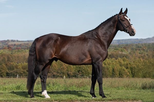 Stallion Listings A-L | Canadian Sport Horse Association