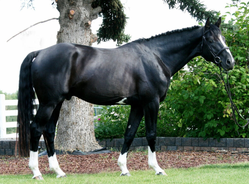 Stallion Listings A-L | Canadian Sport Horse Association