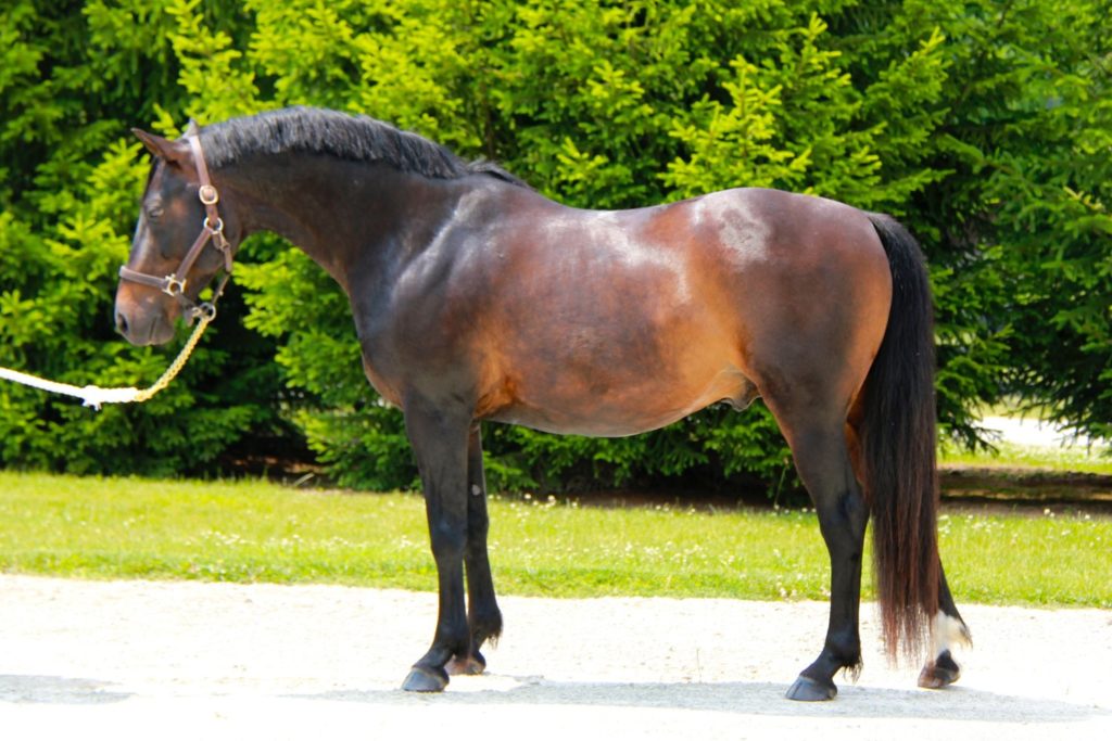 Sport Pony Stallions | Canadian Sport Horse Association
