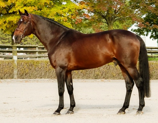 Rash R | Canadian Sport Horse Association