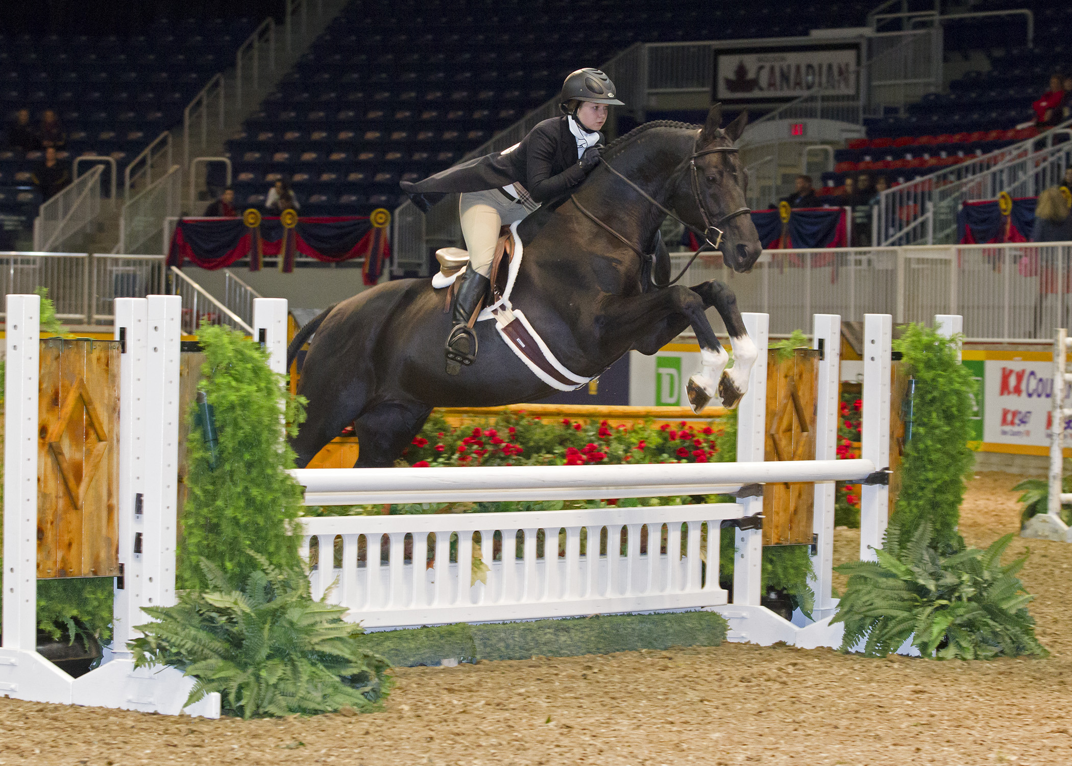 Sir Wanabi | Canadian Sport Horse Association