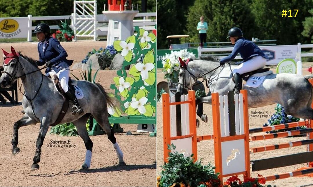 Gucci Comb | Canadian Sport Horse Association